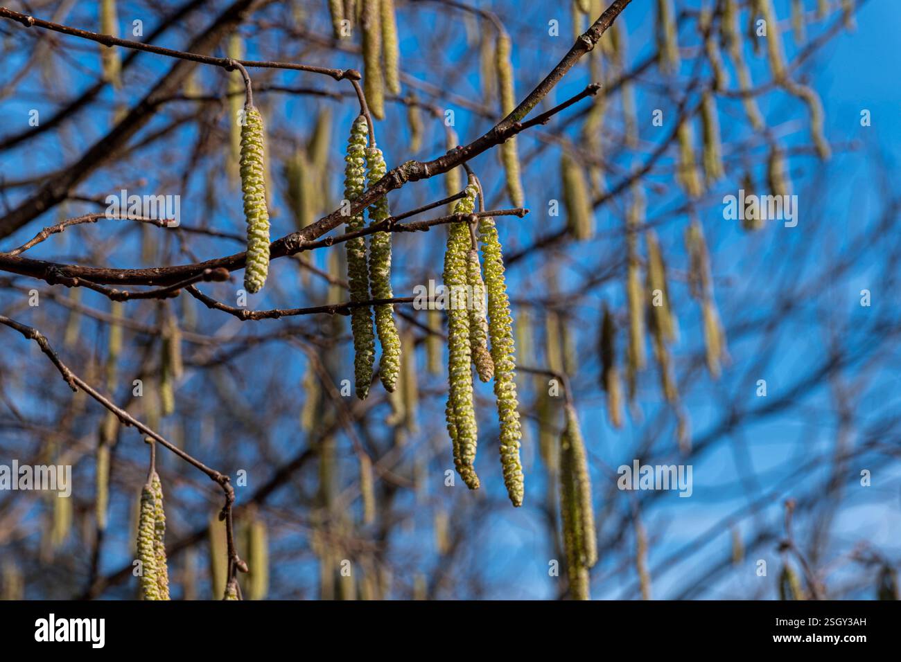 Gemeine Hasel Corylus avellana, Haselnuss, männliche Kätzchen vor ...