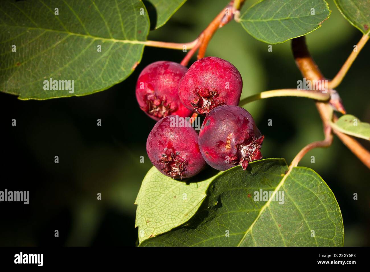 Cluster of small red berries on a leaf. The berries are ripe and ready ...