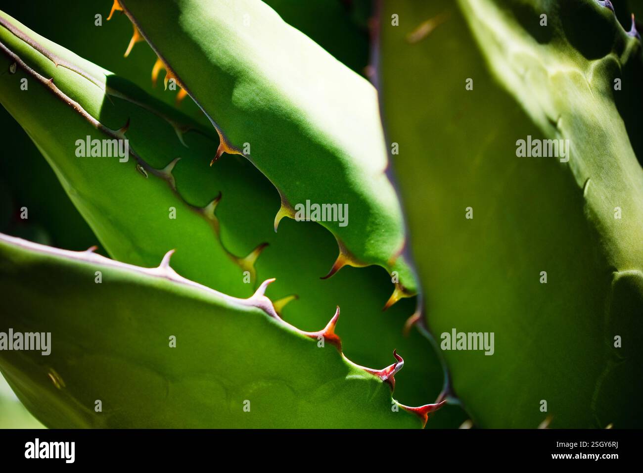Green plant with spines on it. The spines are red Stock Photo - Alamy