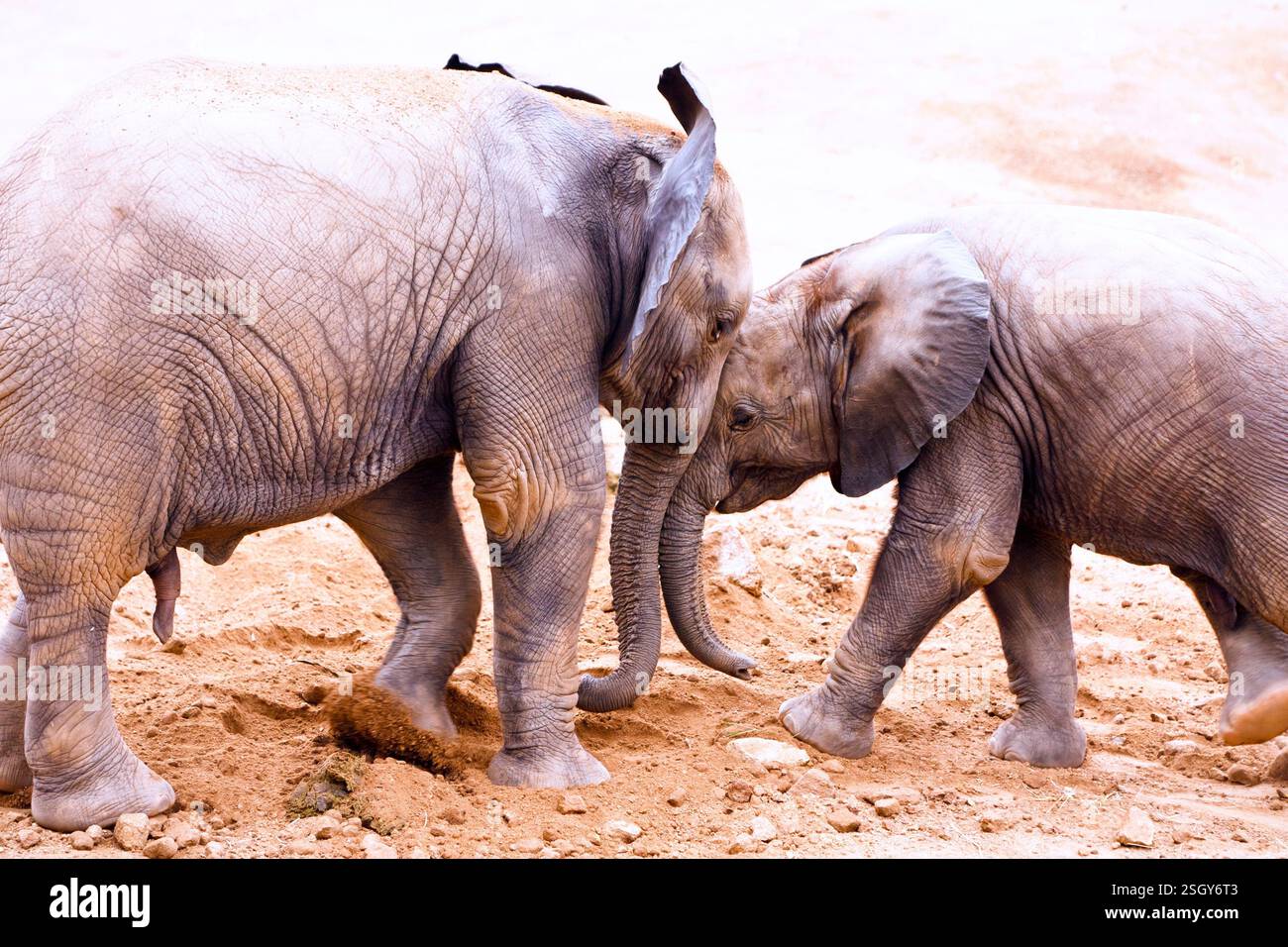 Two elephants are walking in the desert. One is larger than the other ...