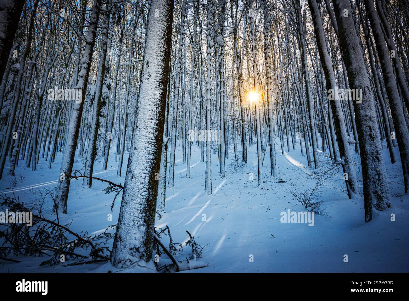 Beech forest in winter wide hi-res stock photography and images - Alamy