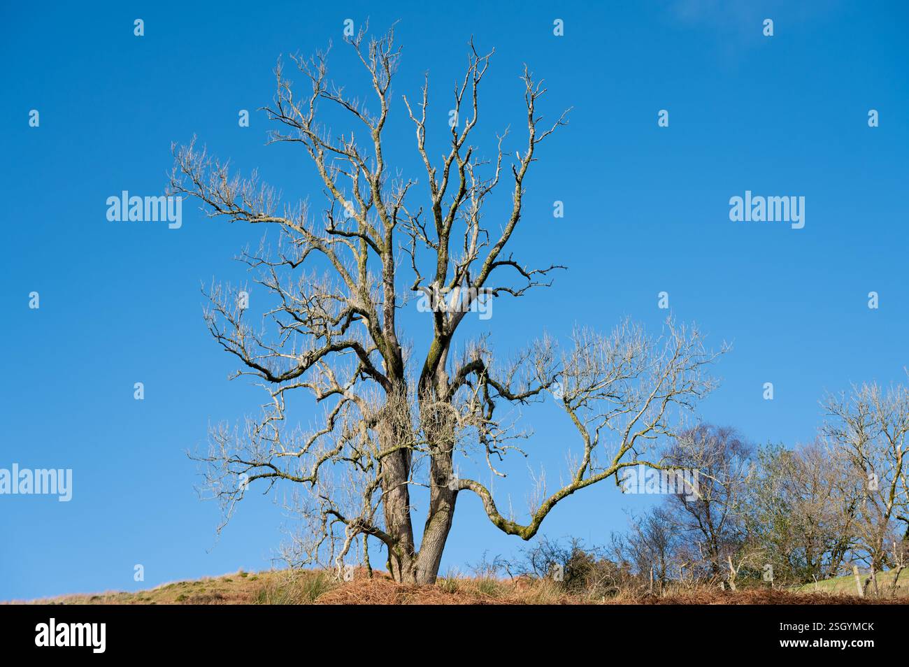 Diseased ash tree with epicormic growth, Coed Gwempa, a Woodland Trust ...
