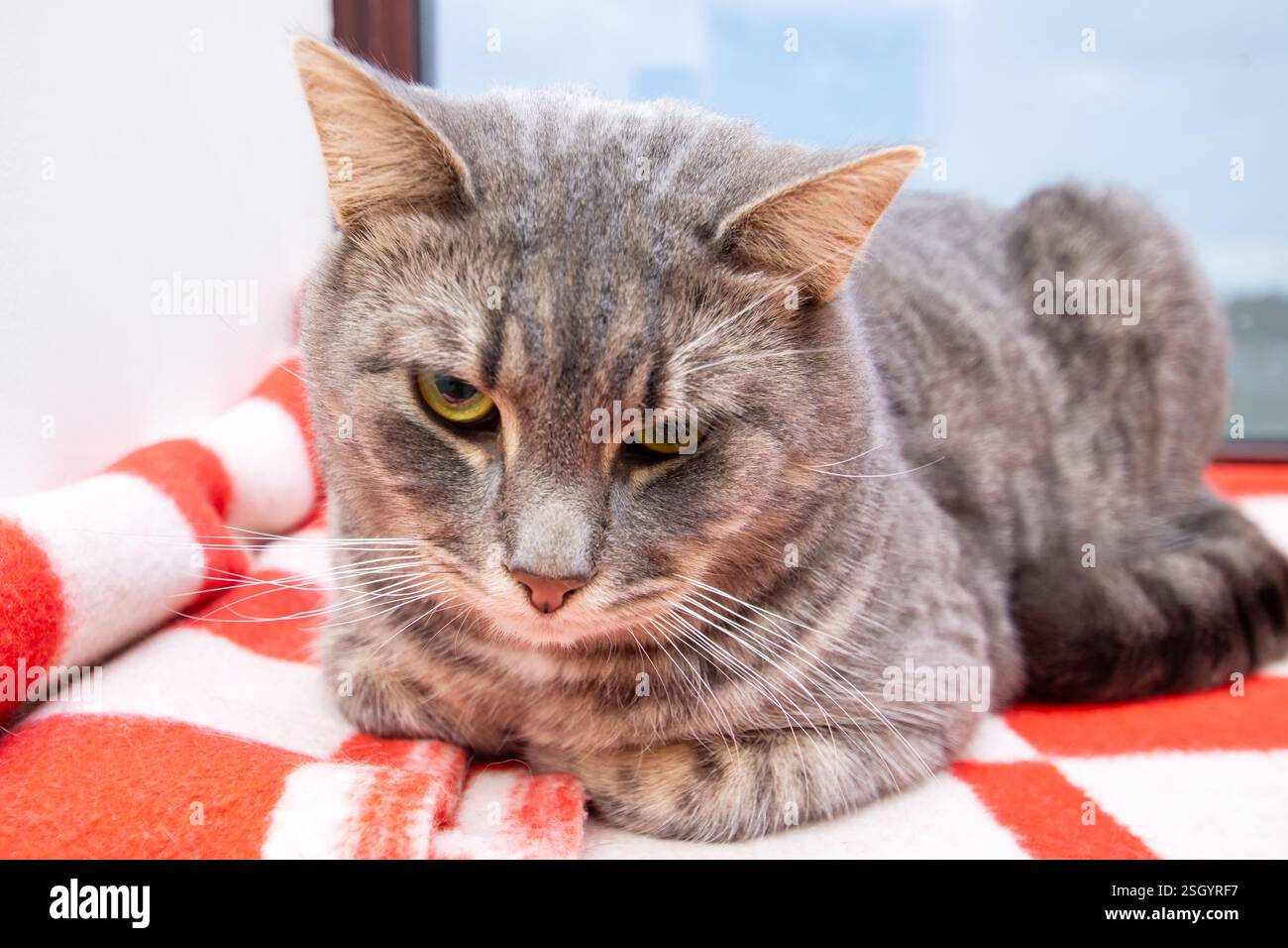 A fluffy cat is peacefully laying on a classic red and white checkered ...