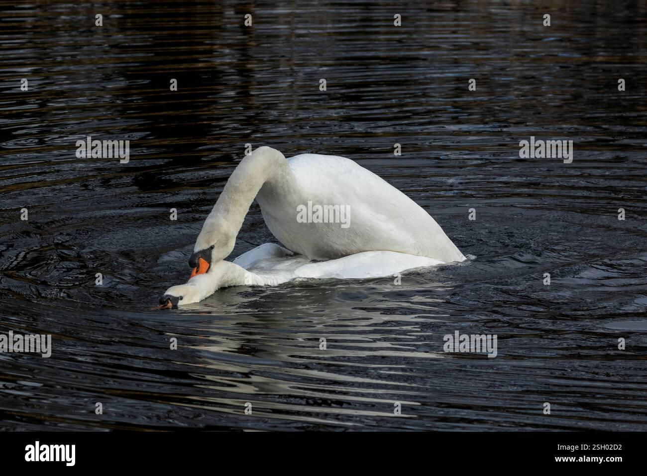 A pair of wild mute swans (cygnus olor) mating (copulating) in water ...