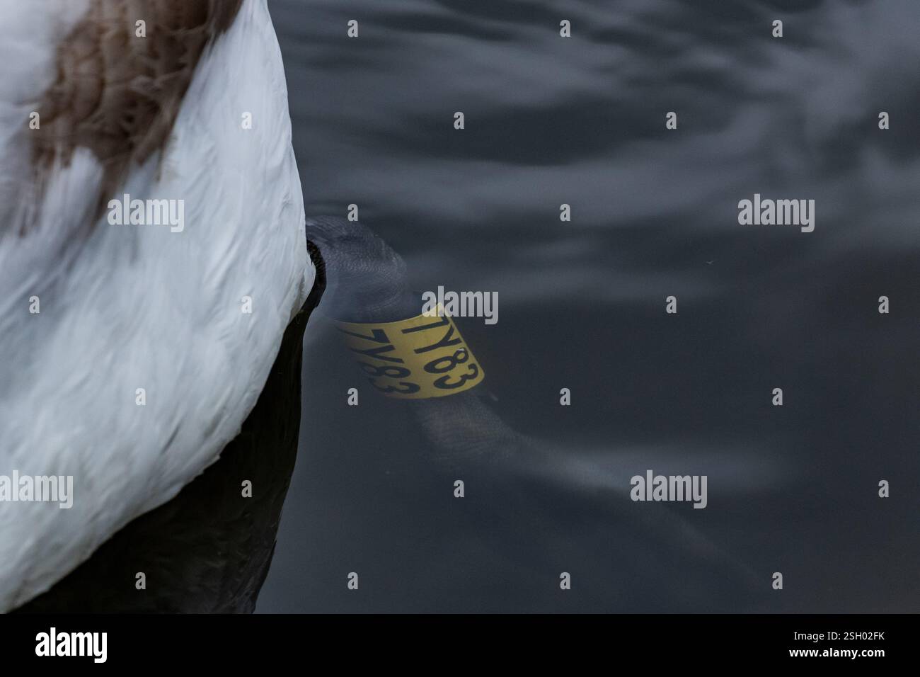Swan ringed leg in water hi-res stock photography and images - Alamy