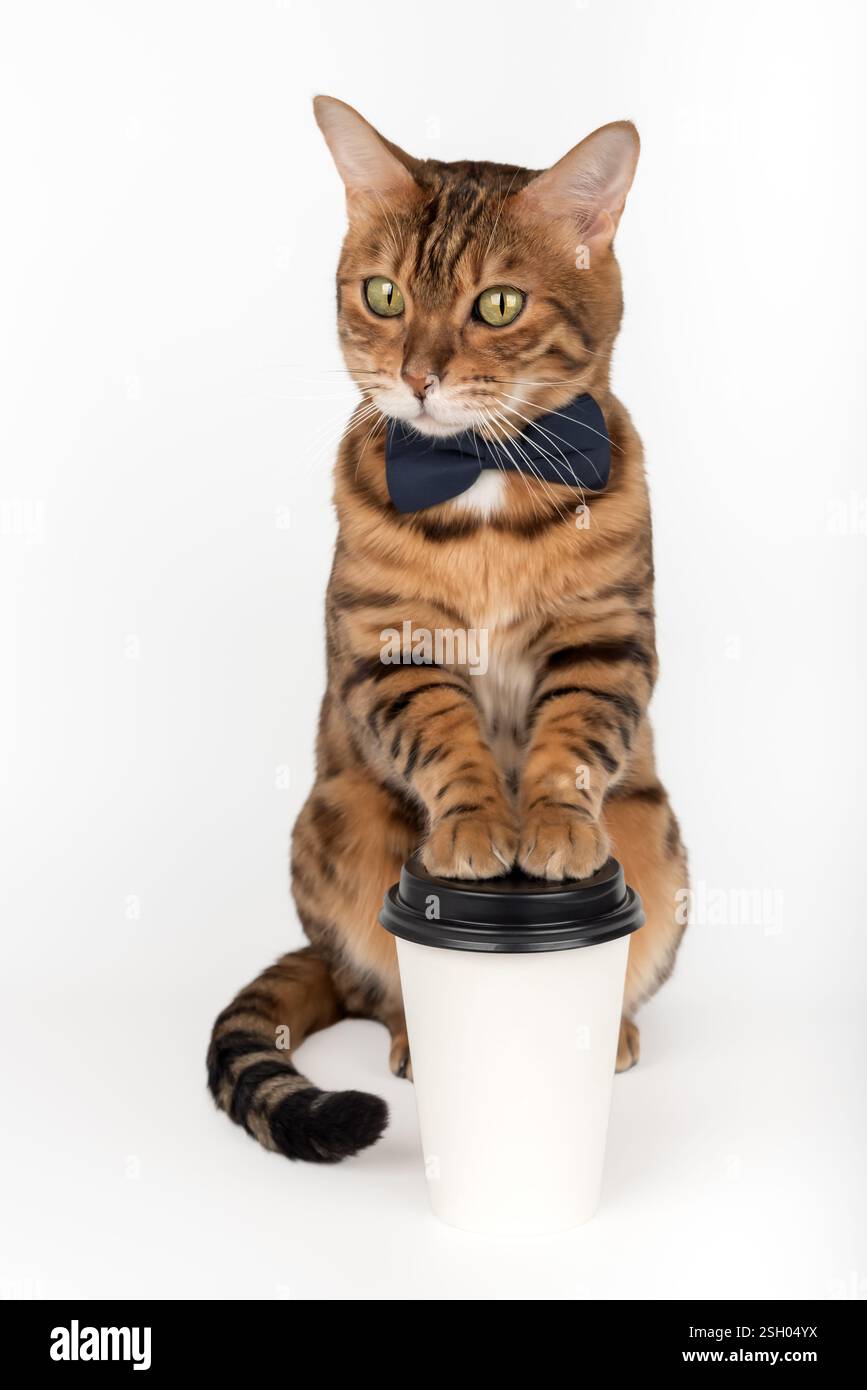 Domestic cat holding paper cup of coffee. Takeaway coffee in cat's paw ...
