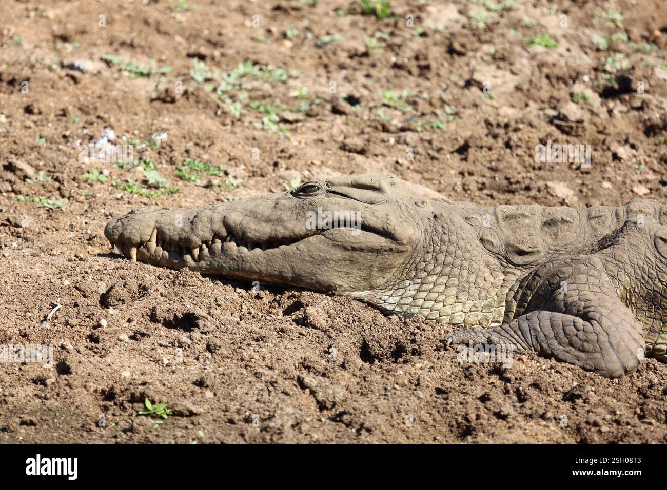 Nilkrokodil / Nile crocodile / Crocodylus niloticus Stock Photo - Alamy