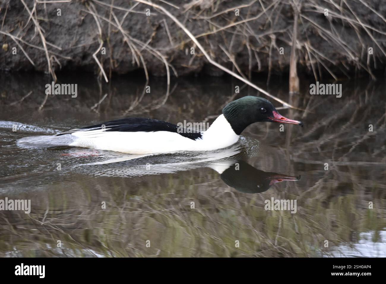 Close-Up Portrait of a Drake Goosander (Mergus merganser) Swimming Left ...