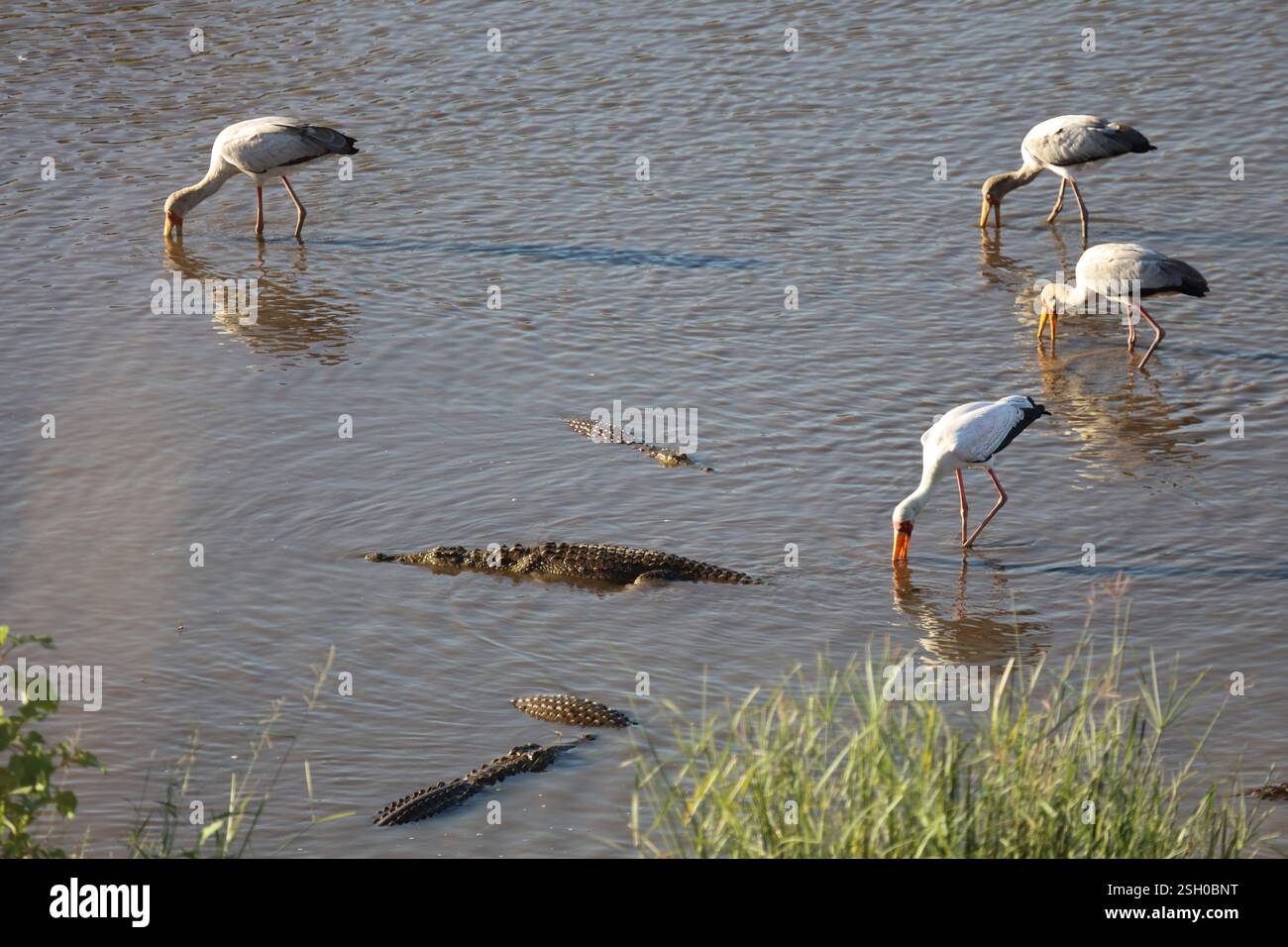 Nilkrokodil und Nimmersatt / Nile crocodile and Yellow-billed stork ...