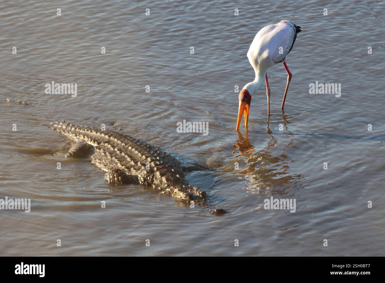 Nilkrokodil und Nimmersatt / Nile crocodile and Yellow-billed stork ...