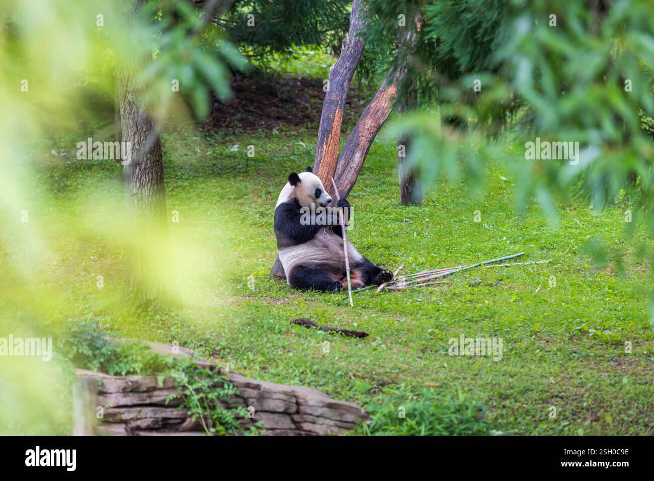 Pandas at the Smithsonian Zoo in Washington DC Stock Photo - Alamy