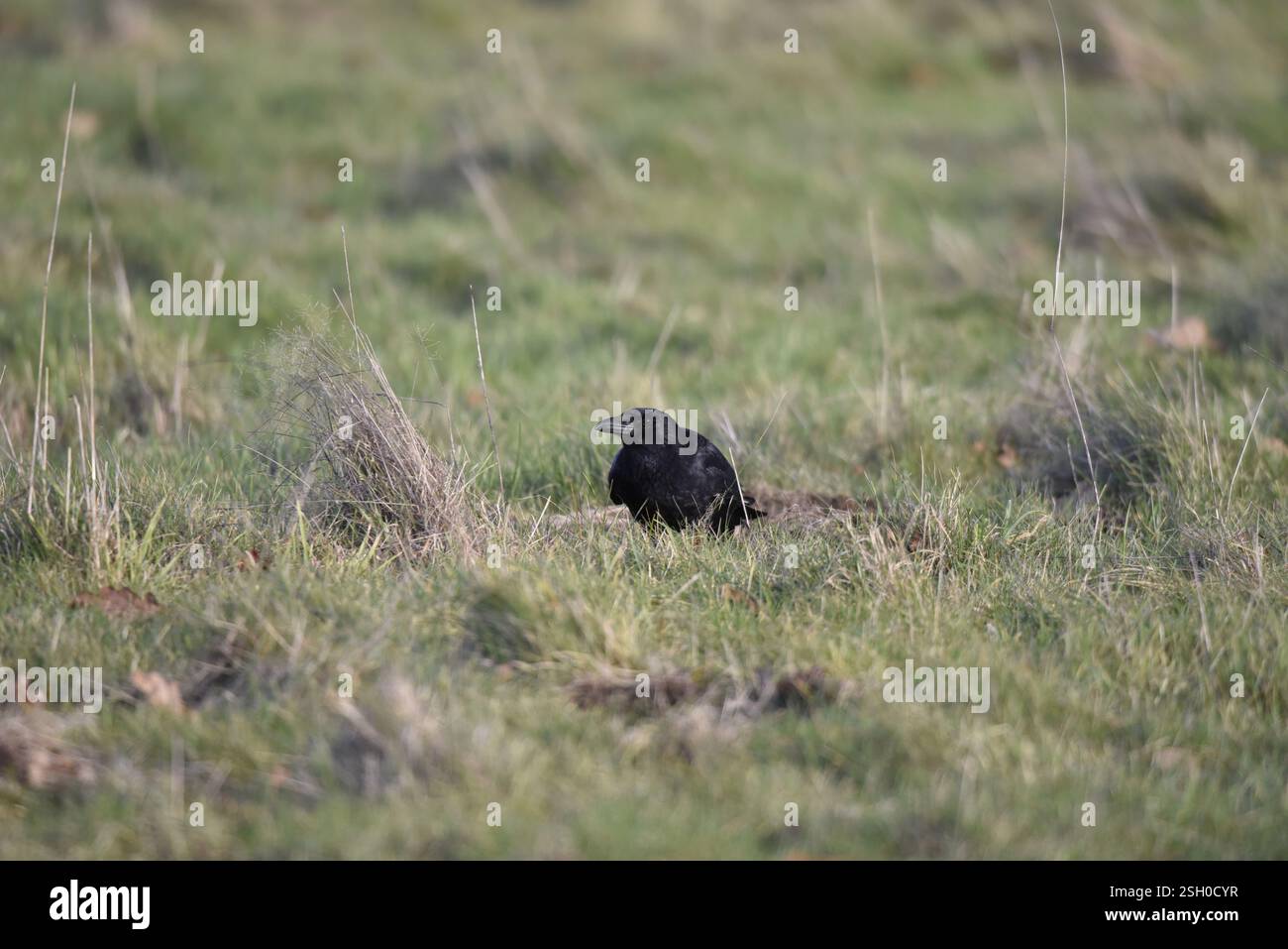 Hunkered down in grass hi-res stock photography and images - Alamy