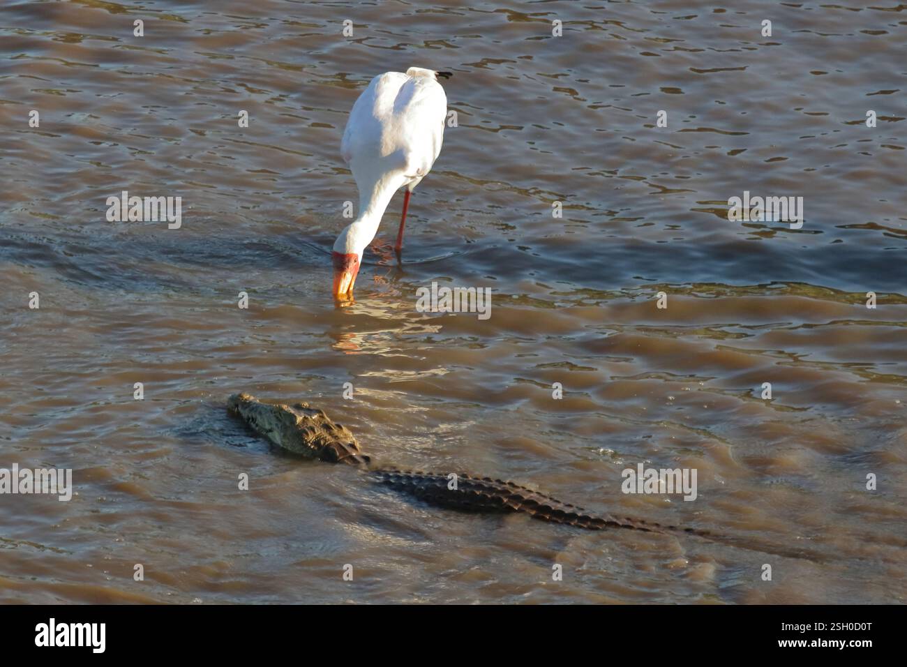 Nilkrokodil und Nimmersatt / Nile crocodile and Yellow-billed stork ...