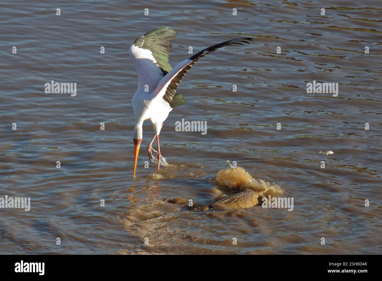 Nilkrokodil und Nimmersatt / Nile crocodile and Yellow-billed stork ...