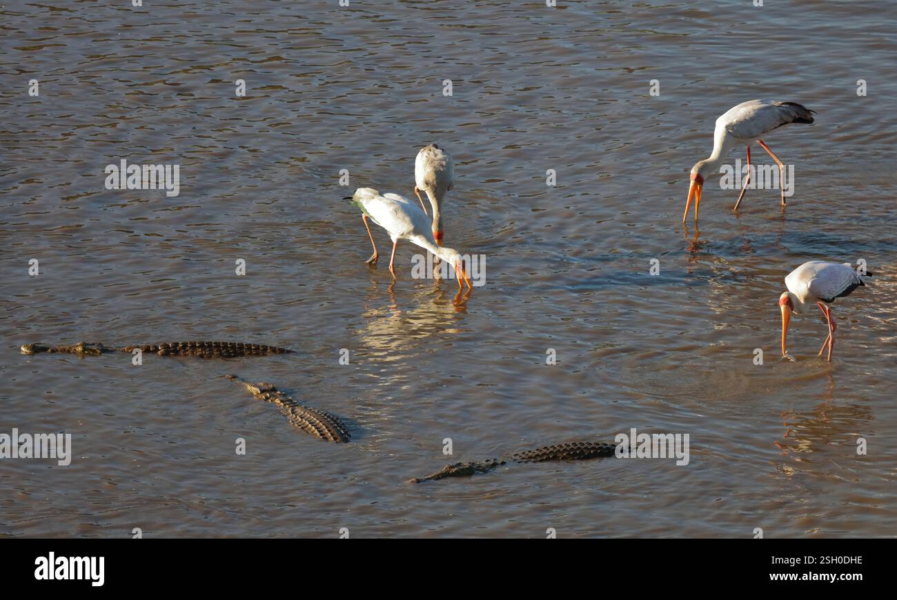 Nilkrokodil und Nimmersatt / Nile crocodile and Yellow-billed stork ...