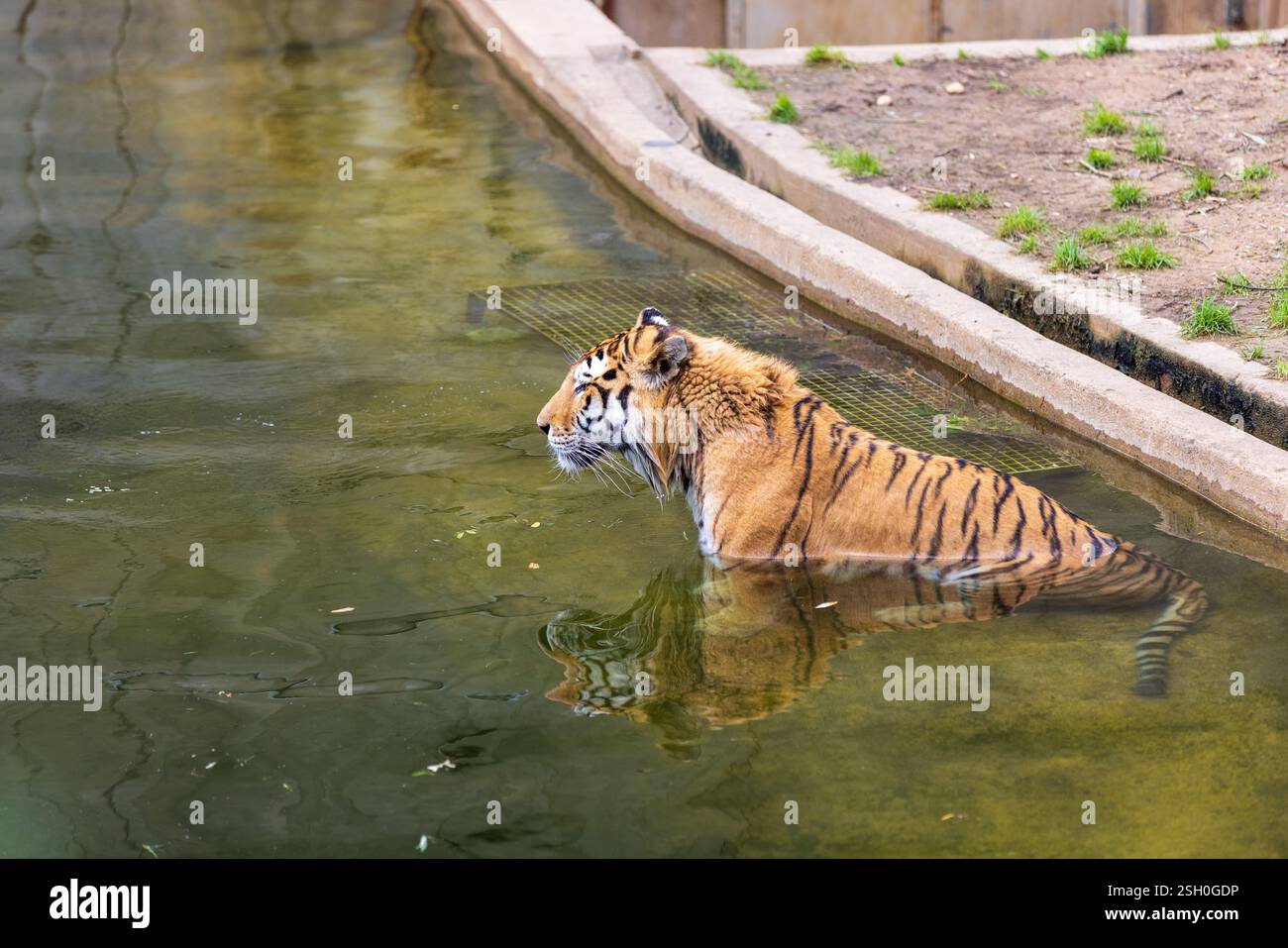 Tiger at the Smithsonian Zoo in Washington DC Stock Photo - Alamy