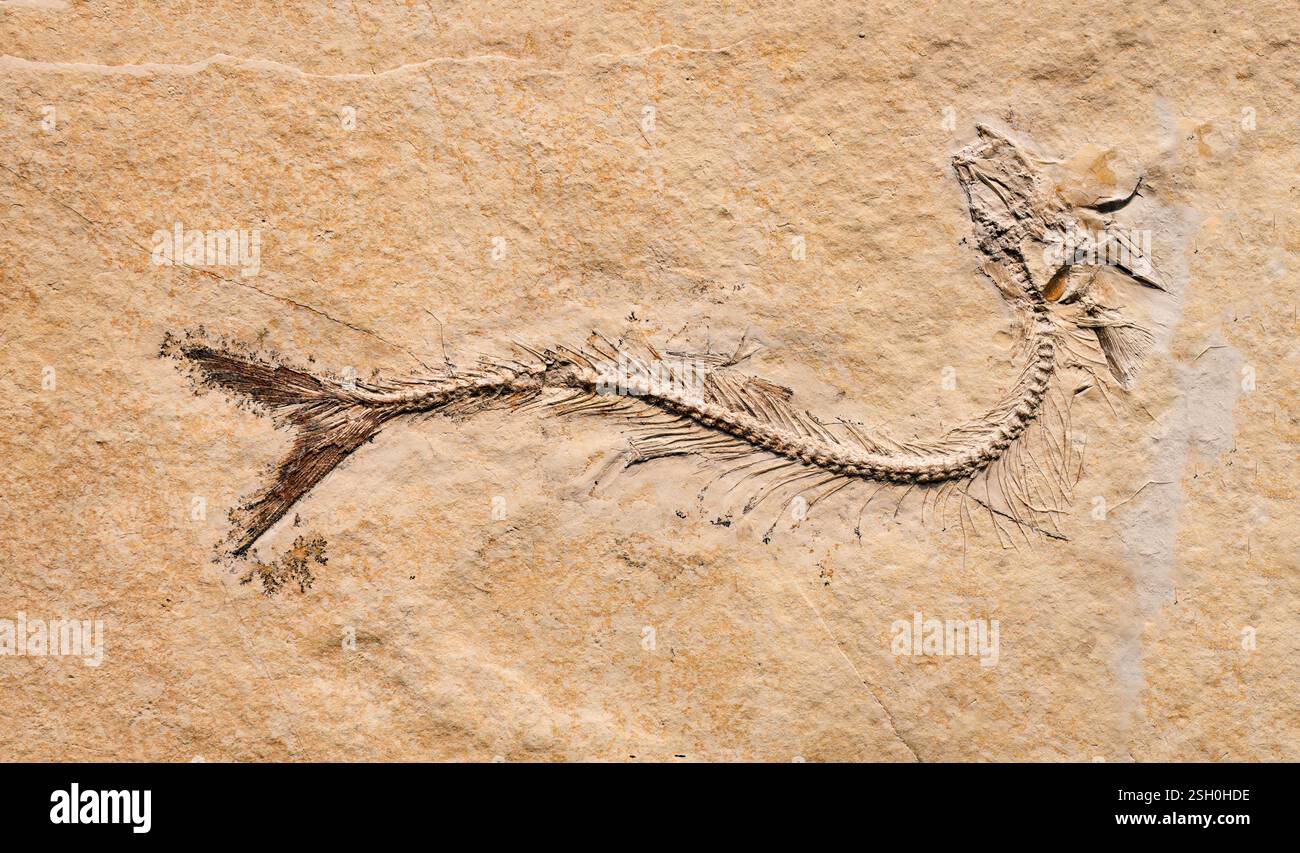 Prehistoric fish fossil skeleton impint in stone Stock Photo - Alamy