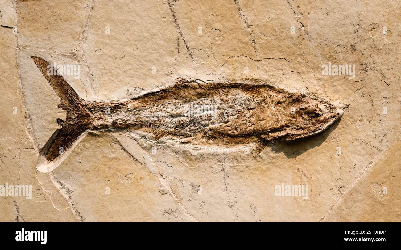 Prehistoric fish fossil imprint in stone Stock Photo - Alamy