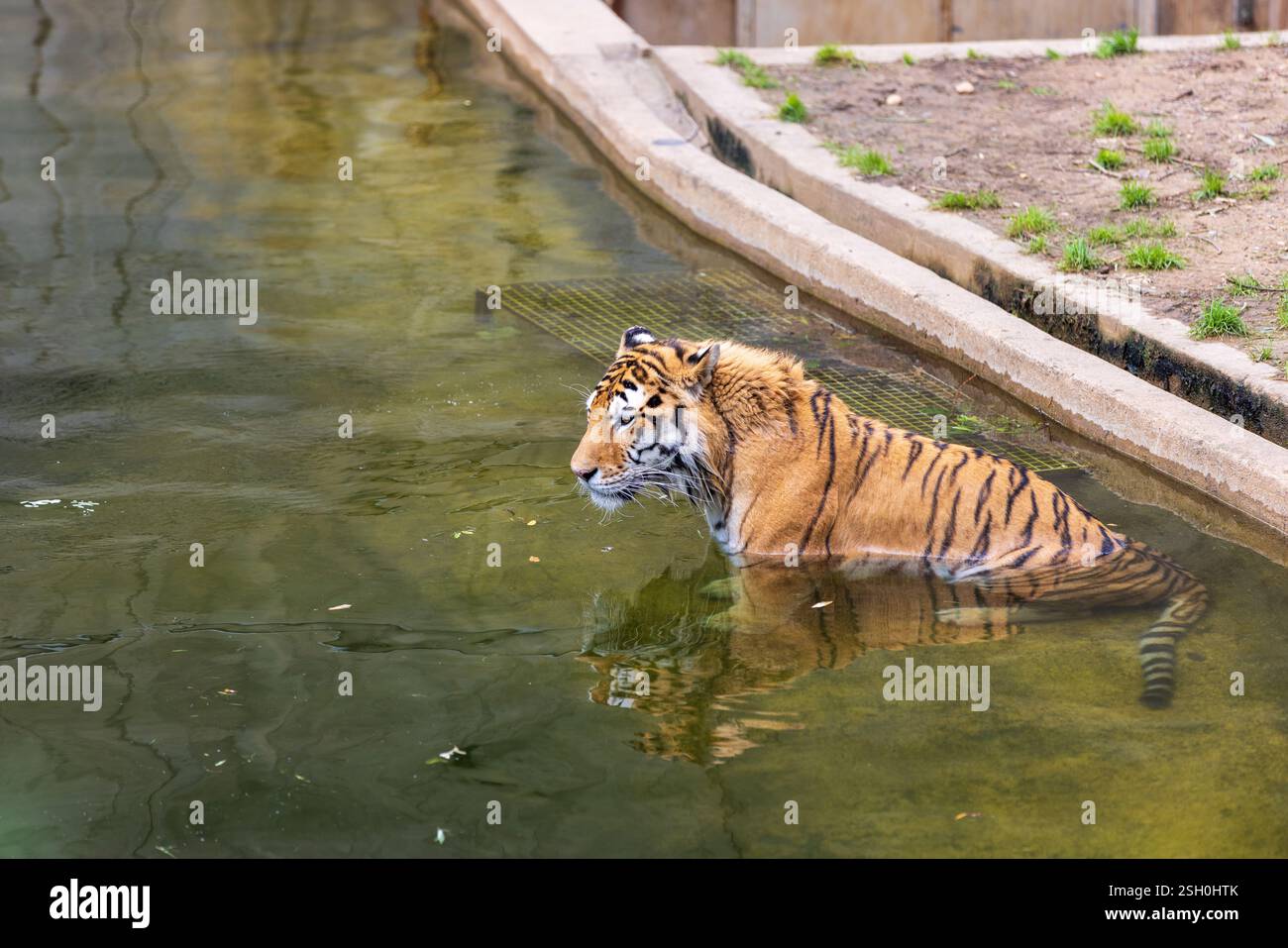 Tiger at the Smithsonian Zoo in Washington DC Stock Photo - Alamy