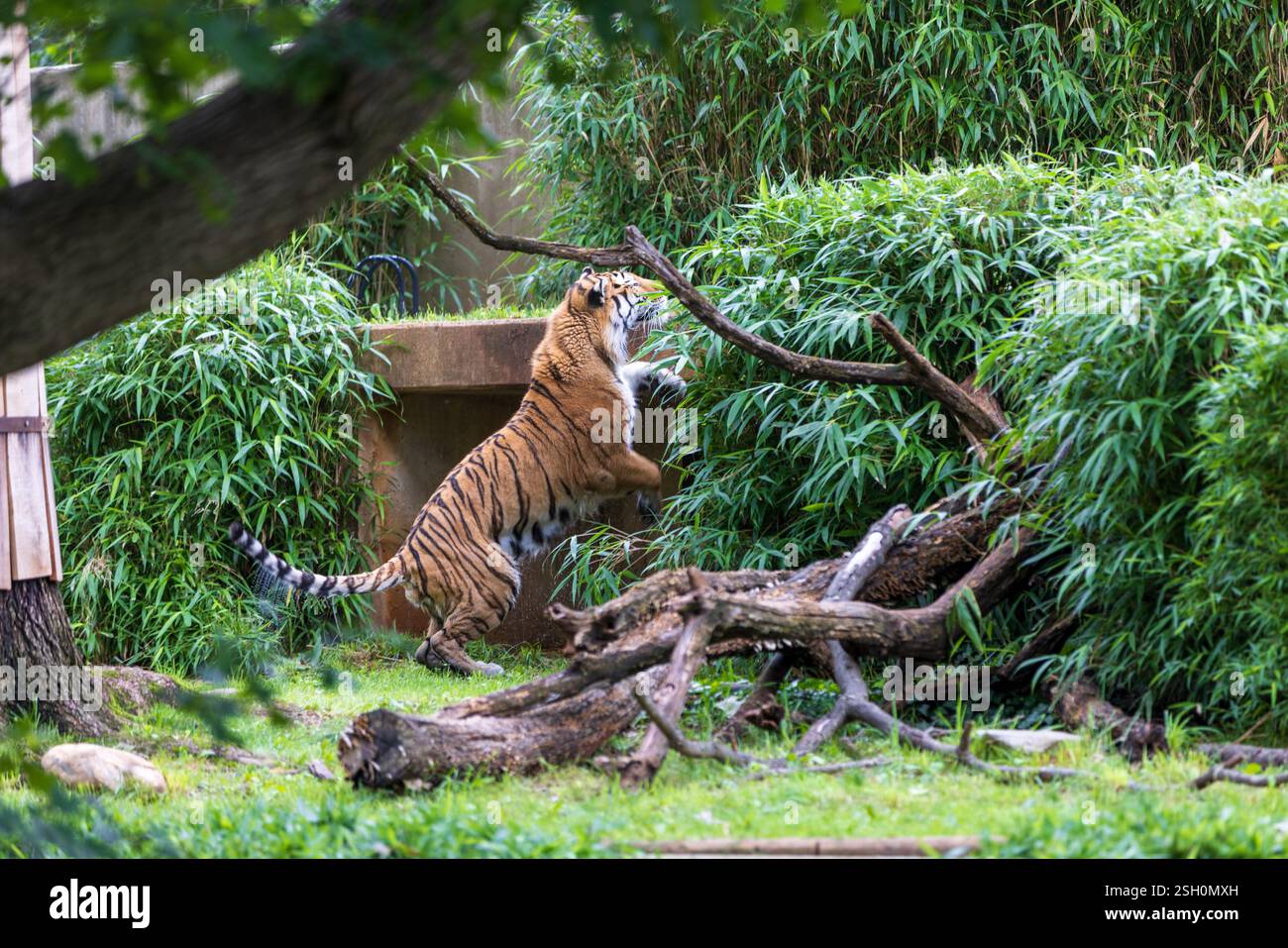 Tiger at the Smithsonian Zoo in Washington DC Stock Photo - Alamy