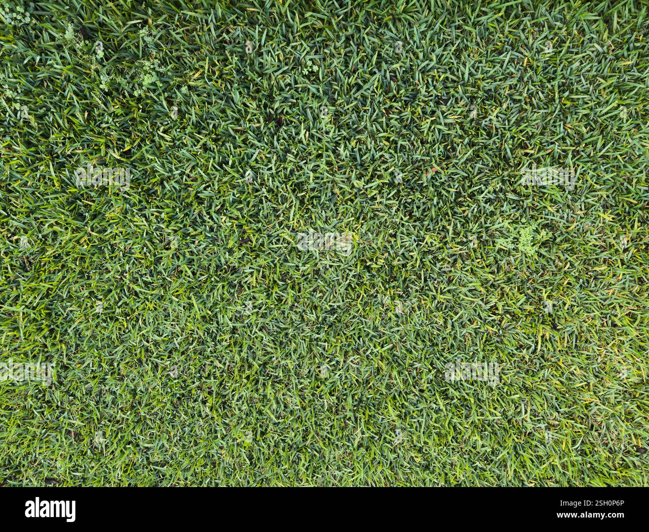 Freshly cut grass fills area, showcasing its rich green color beneath ...