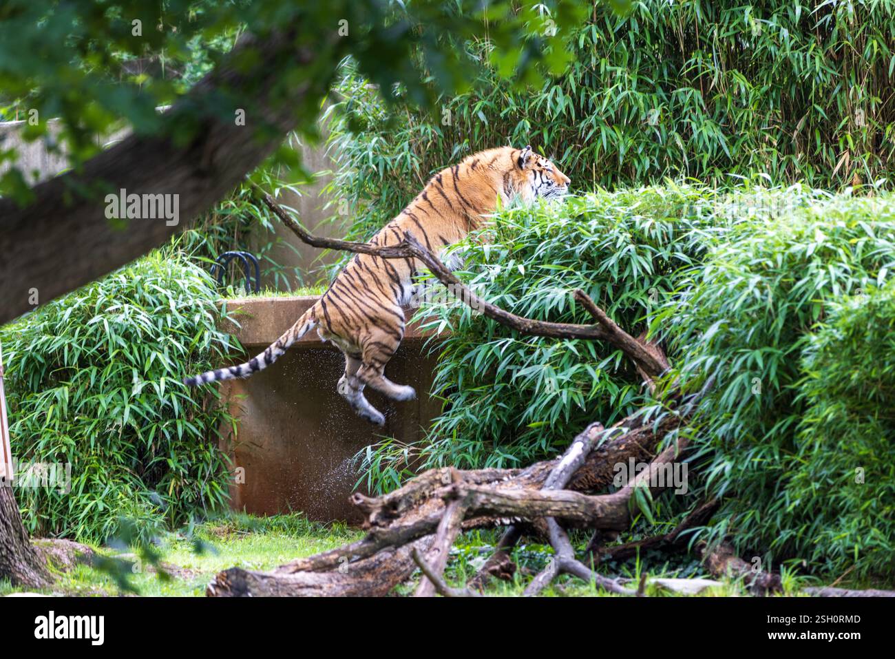 Tiger at the Smithsonian Zoo in Washington DC Stock Photo - Alamy