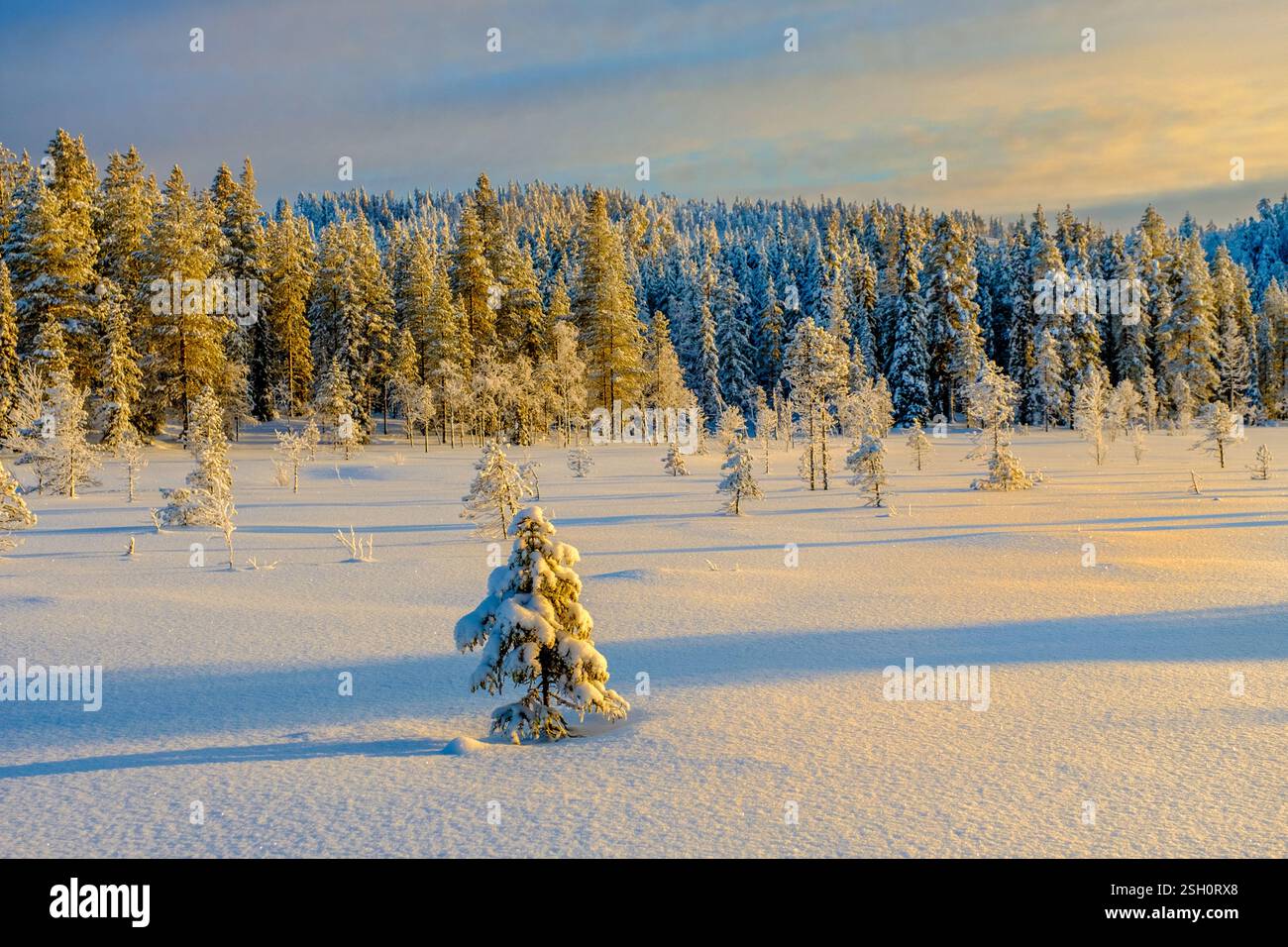 Deep virgin snow in the forests of Finnish Lapland Stock Photo - Alamy