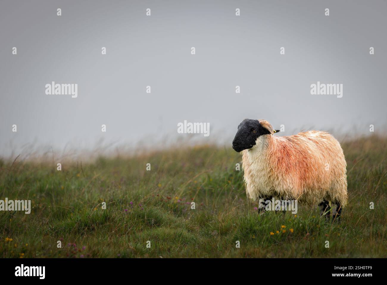 Dartmoor sheep on a foggy and rainy day in Darmoor national park, Devon ...