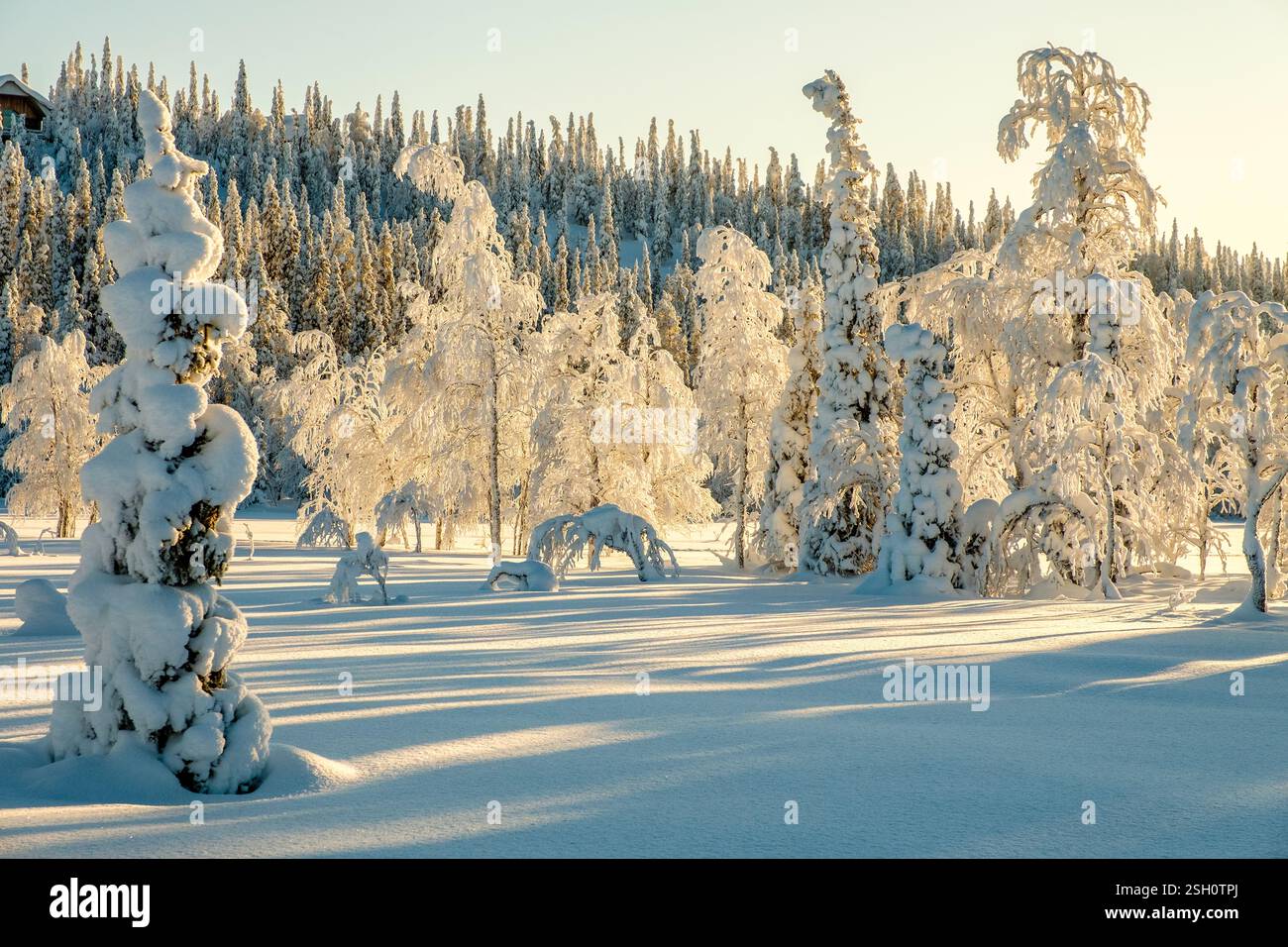 Deep virgin snow in the forests of Finnish Lapland Stock Photo - Alamy