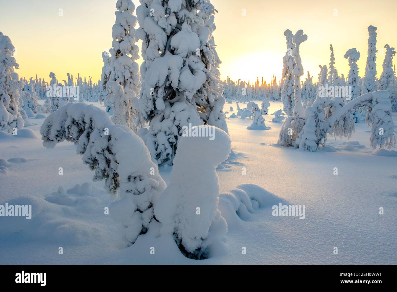 Deep virgin snow in the forests of Finnish Lapland Stock Photo - Alamy