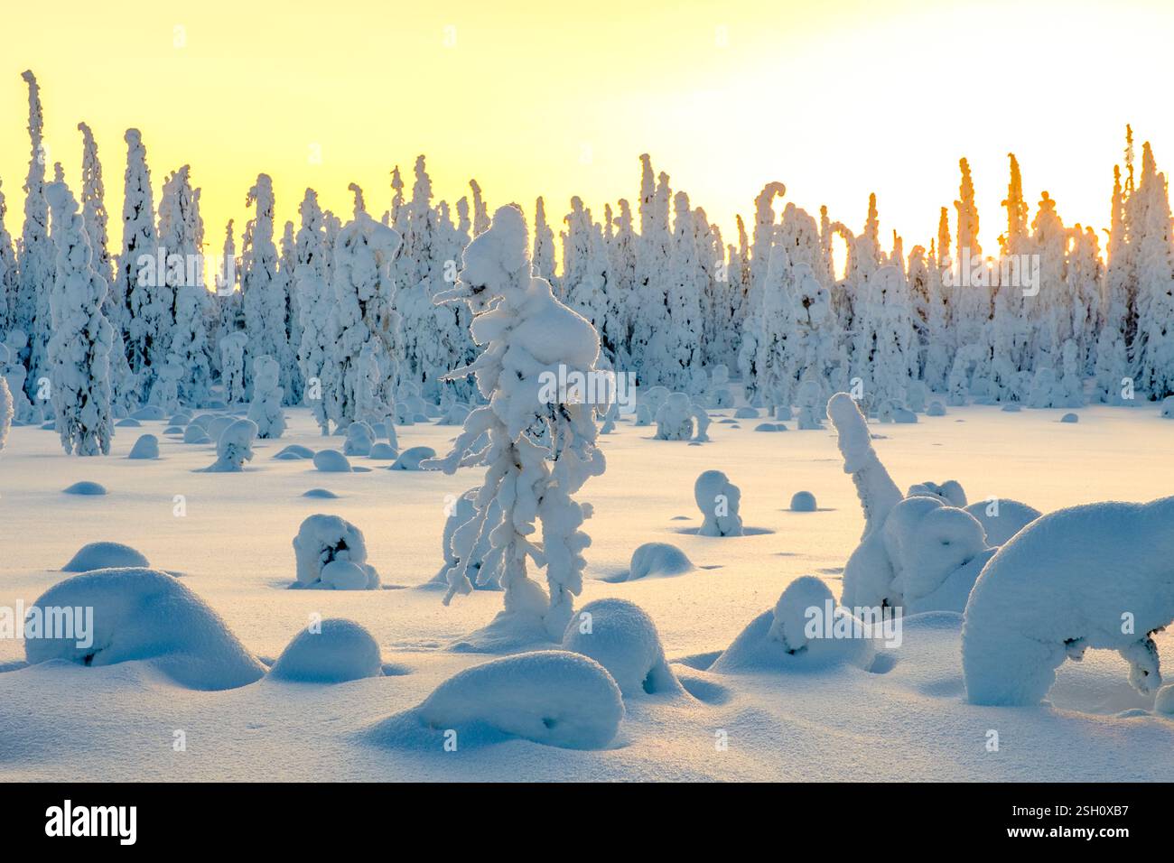 Deep virgin snow in the forests of Finnish Lapland Stock Photo - Alamy