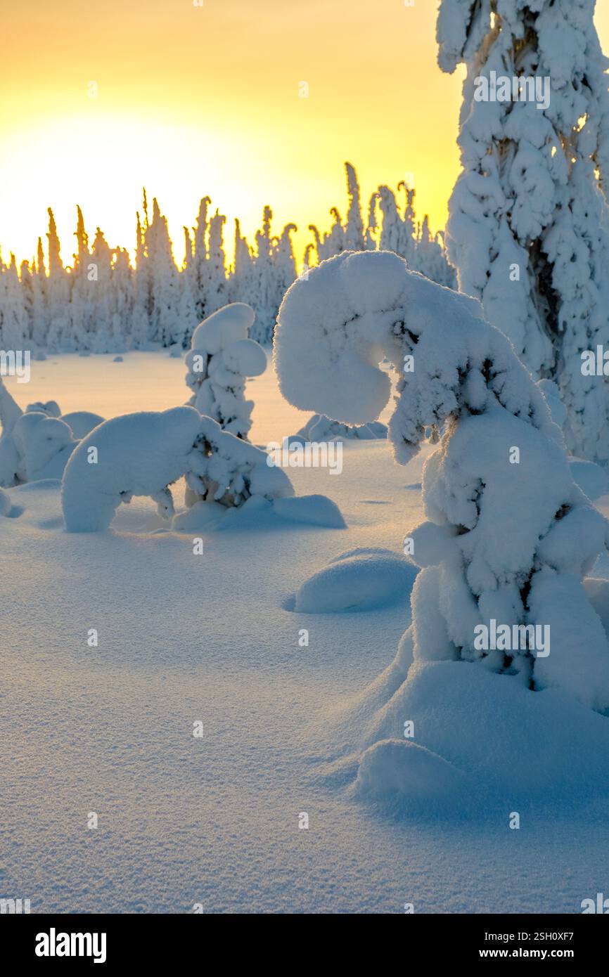 Deep virgin snow in the forests of Finnish Lapland Stock Photo - Alamy