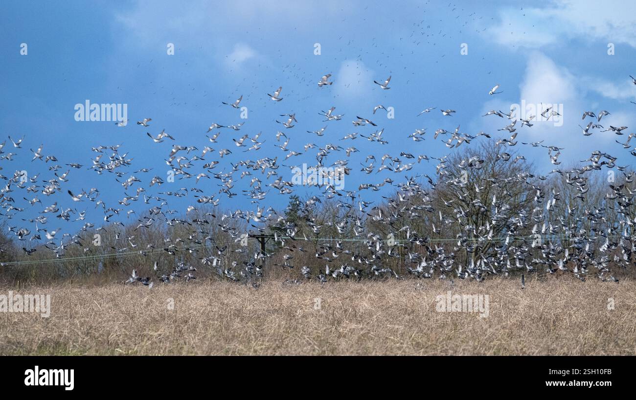 Big flock of Wood Pigeons flying from a field which has been planted ...