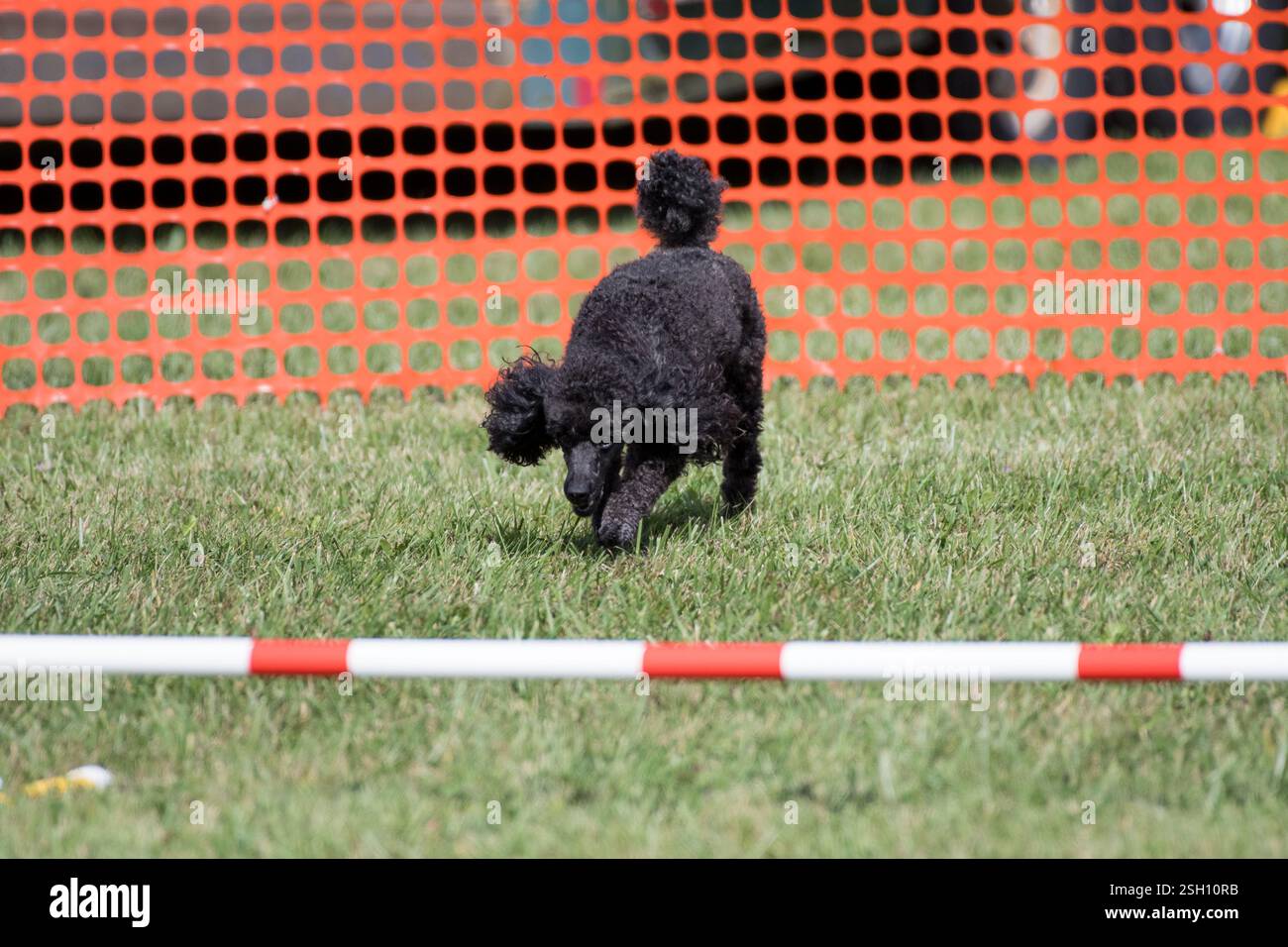 Miniature Poodle moving towards obstacle in agility competition Stock ...