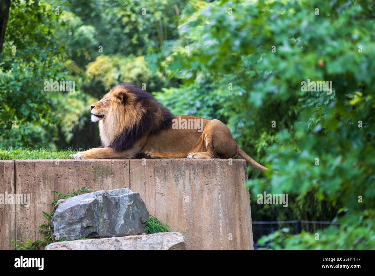 Lion at the Smithsonian Zoo in Washington DC Stock Photo - Alamy