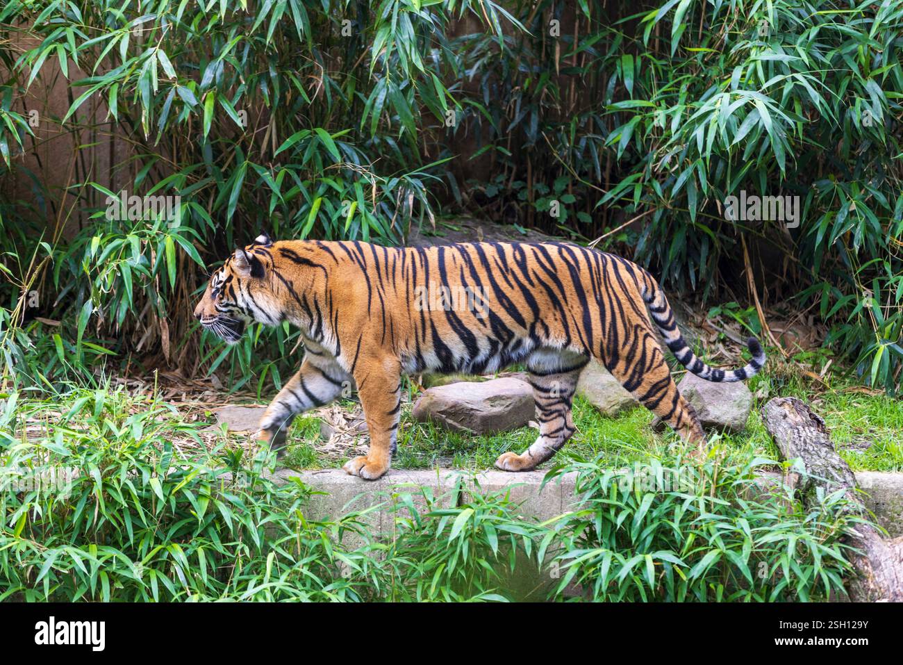 Tiger at the Smithsonian Zoo in Washington DC Stock Photo - Alamy