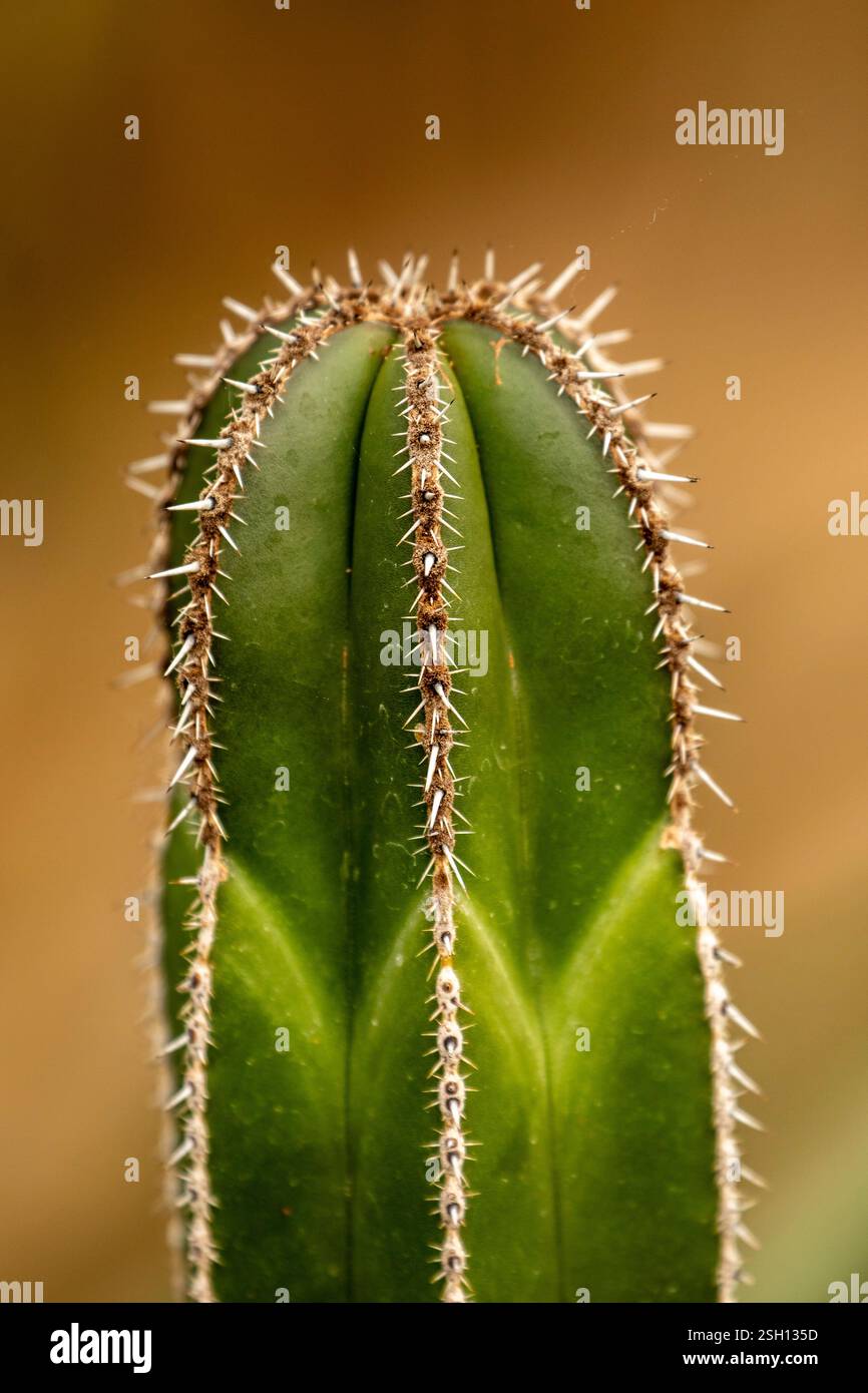 Slightly woolly areoles hi-res stock photography and images - Alamy