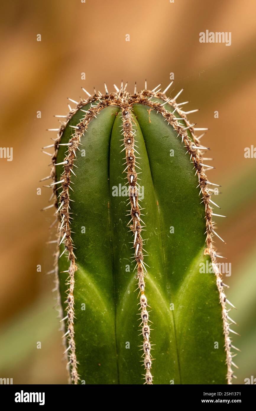 Natural close up plant portrait of Pachycereus marginatus, organ pipe ...