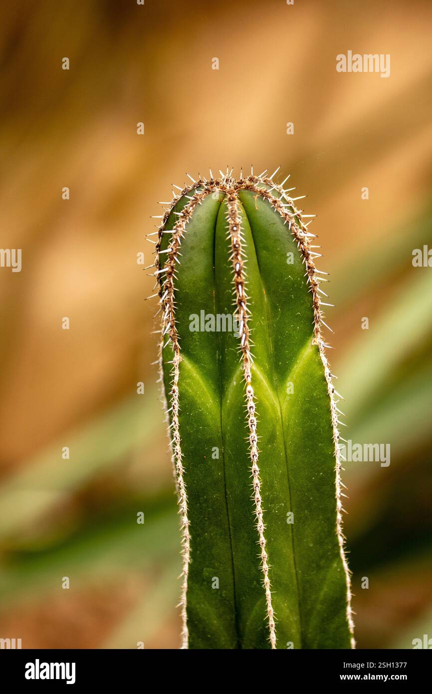 Natural close up plant portrait of Pachycereus marginatus, organ pipe ...