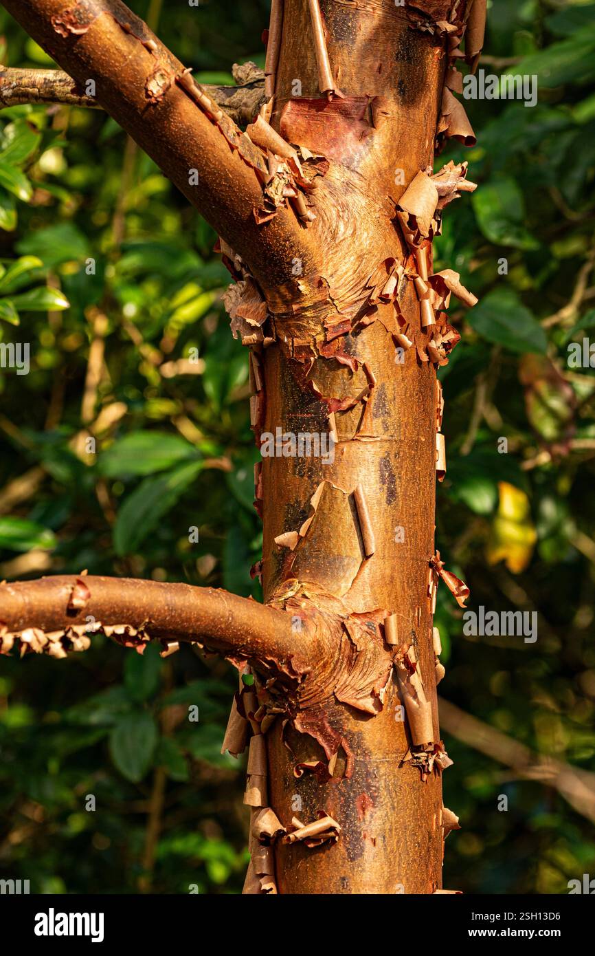 Natural close of tree portrait of the attractive peeling bark of Acer ...