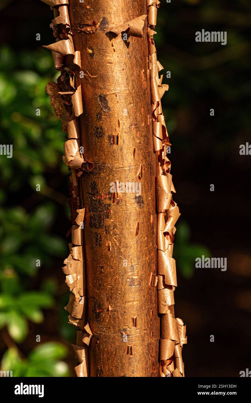 Natural close of tree portrait of the attractive peeling bark of Acer ...