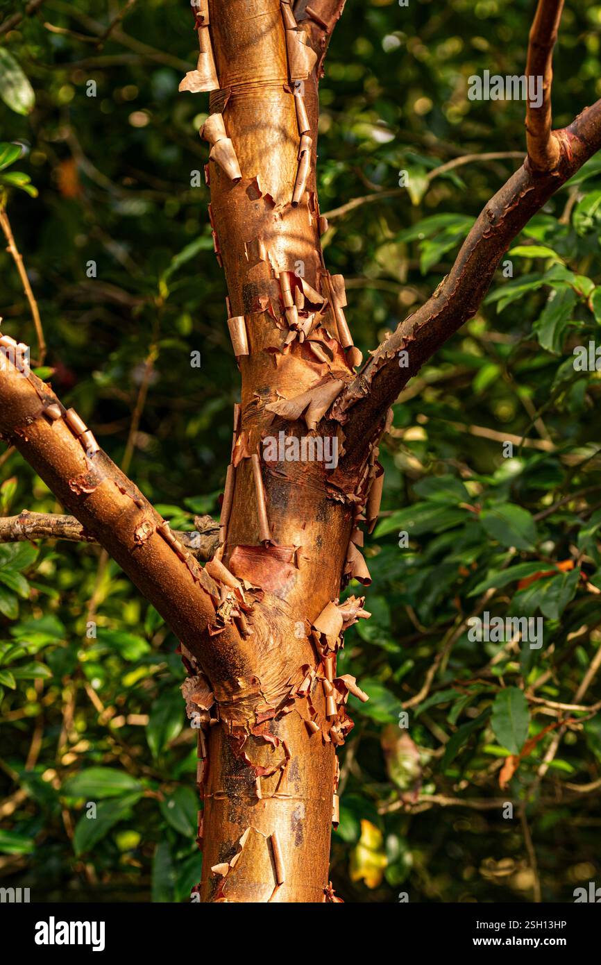 Natural close of tree portrait of the attractive peeling bark of Acer ...