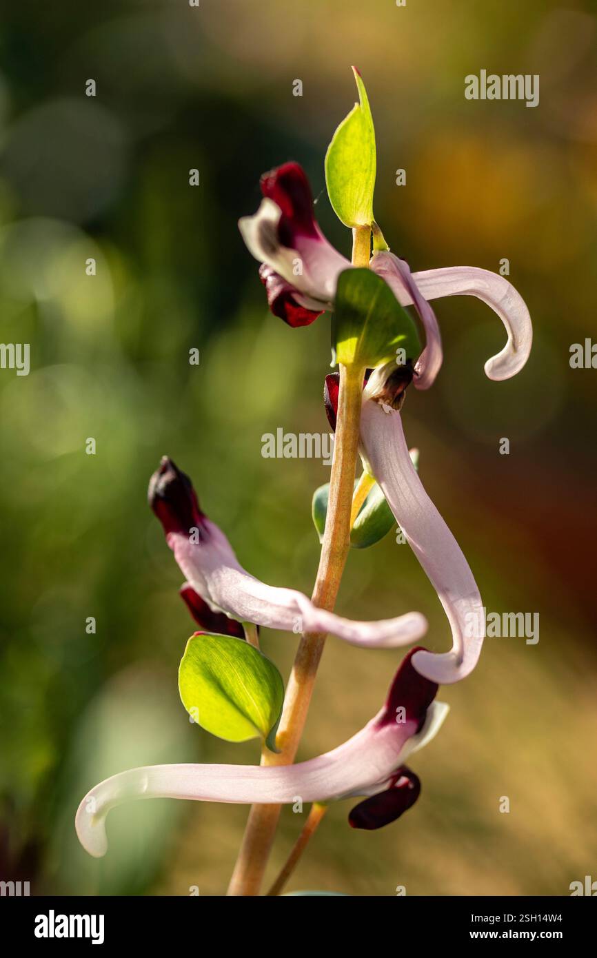 Natural close up flowering plant portrait of the striking Corydalis ...