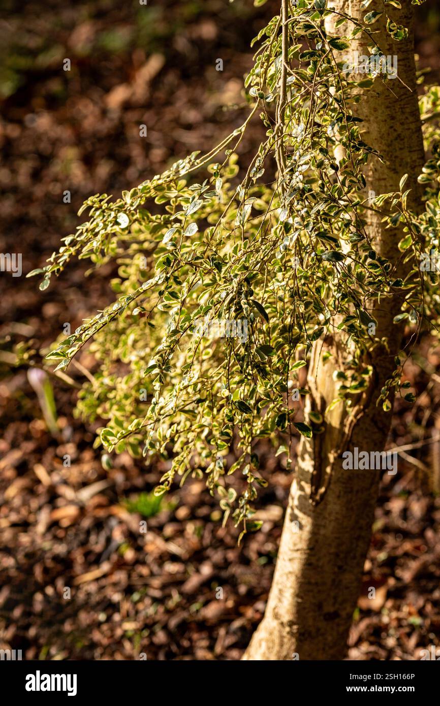 Delightful small tree Azara microphylla variegated (variegated box-leaf ...
