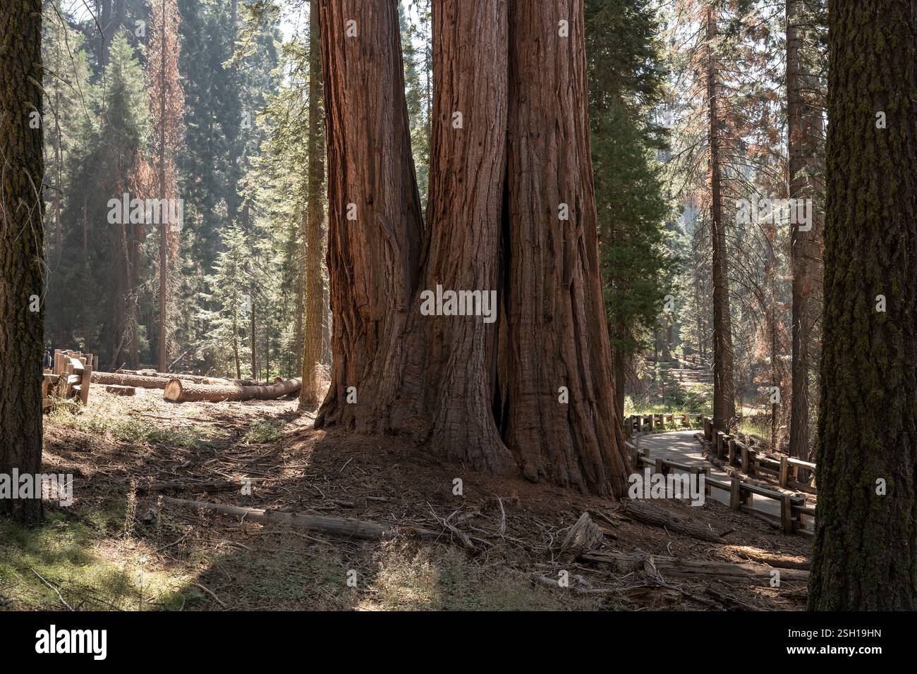 Giant sequoia trees in Sequoia National Park, California Stock Photo ...