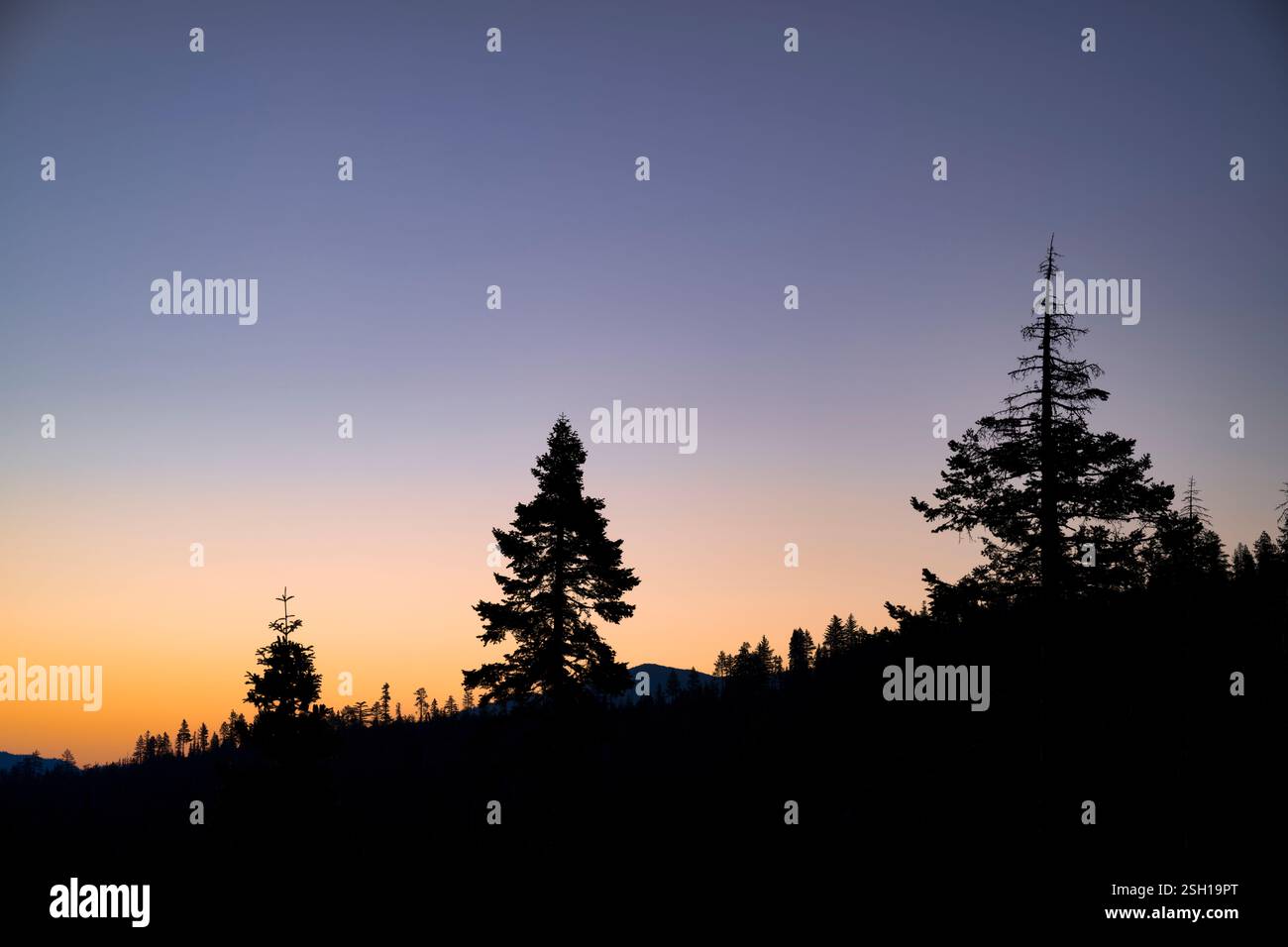 Evergreen Trees silhouetted at sunrise; alpine trees at Lake Tahoe ...