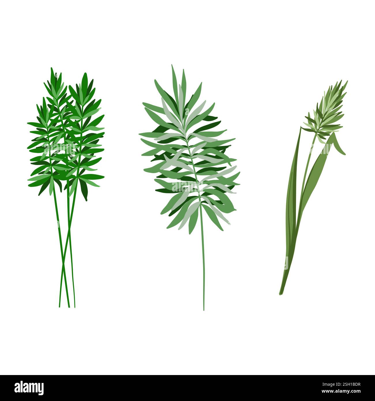 Three reed plants with long stems Stock Vector Image & Art - Alamy
