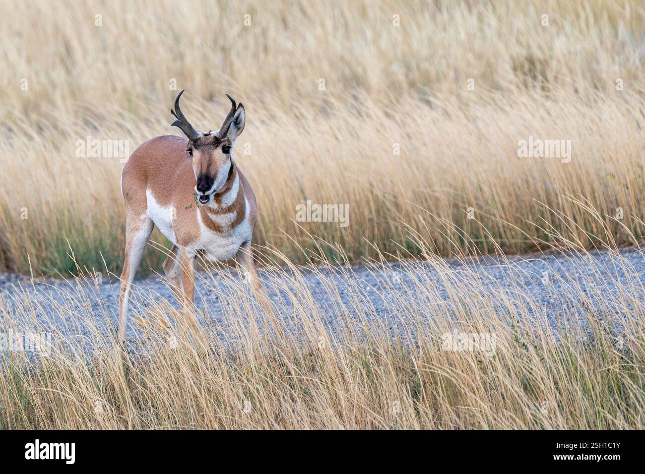 Male Pronghorn Antelope eating green weeds on a fall day Stock Photo ...