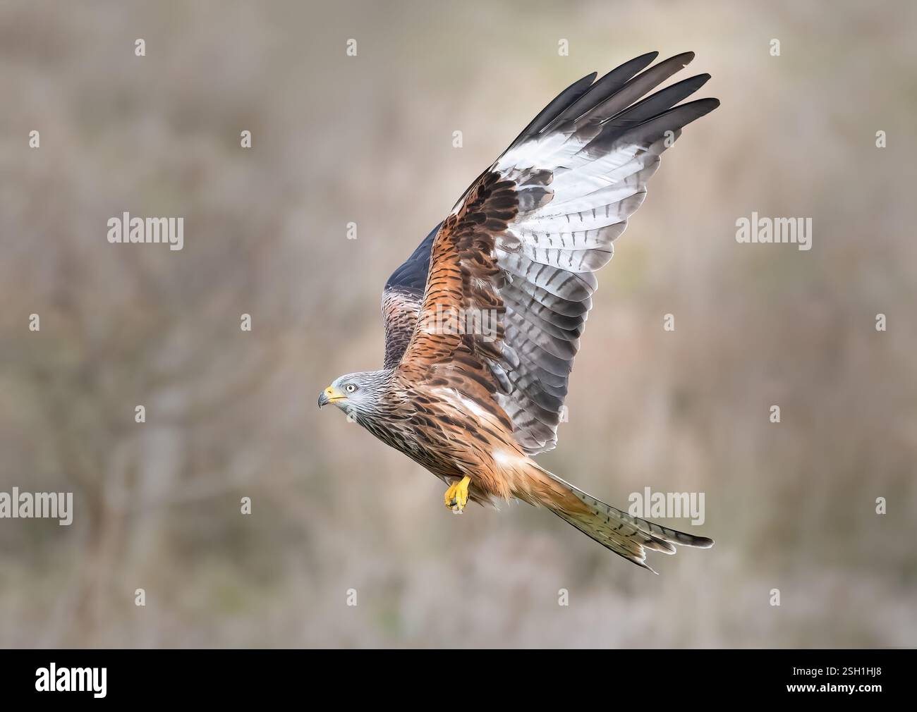 portrait of a red kite Stock Photo - Alamy