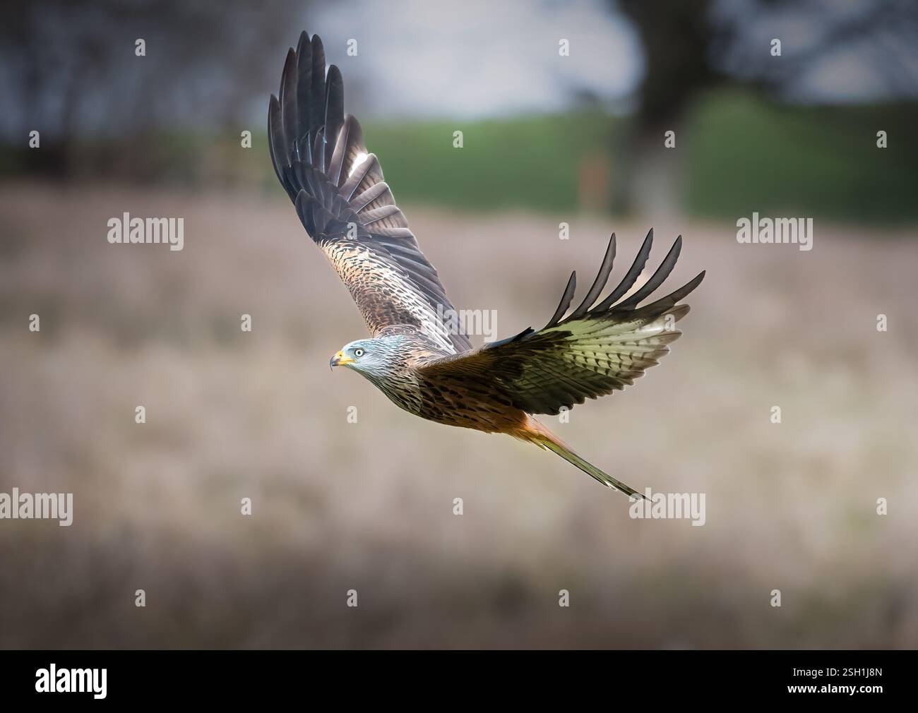 common red kite portrait Stock Photo - Alamy